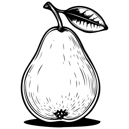 Pear Black and White Vector Images (over 18,000)