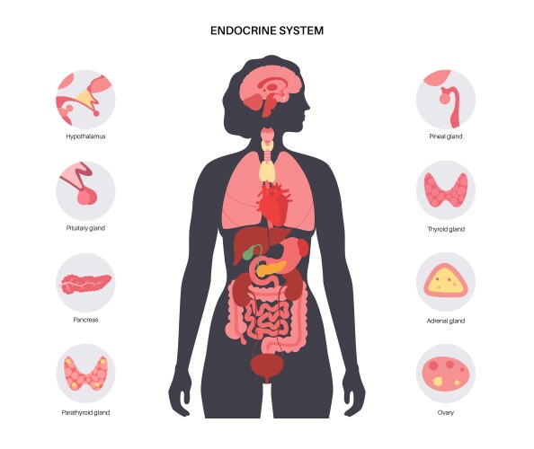 Female Endocrine System Vector Images (over 310)