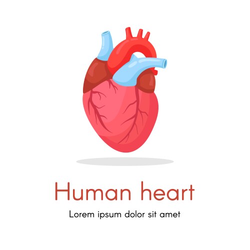 Realistic human healthy heart Royalty Free Vector Image