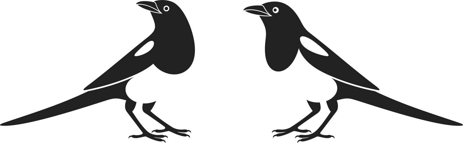 Magpie stand on ground bird looking up Royalty Free Vector
