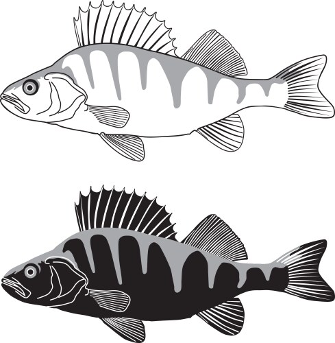 Freshwater Fish Drawing Vector Images (over 3,600)