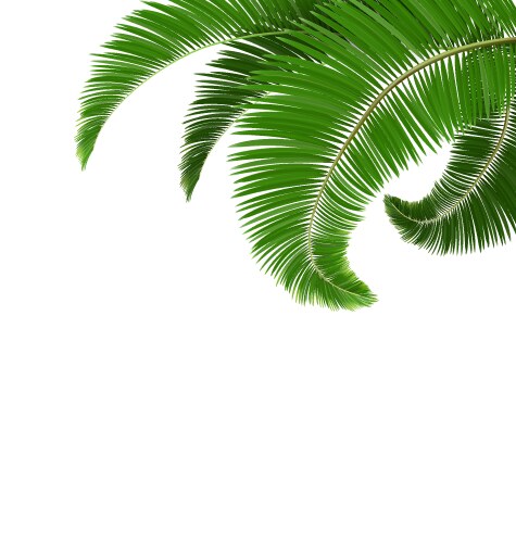 Palm tree leaves and frame isolated white Vector Image