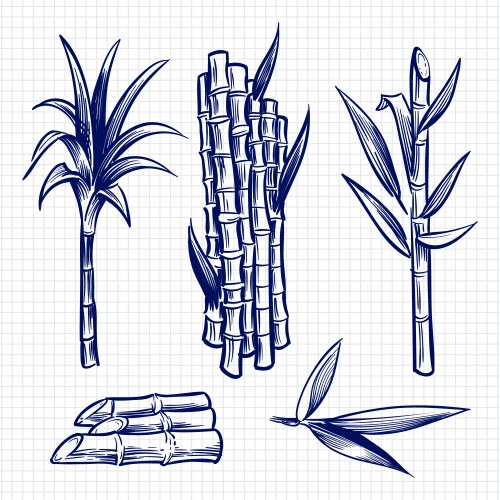 Sugarcane Outline Vector Images (over 510)