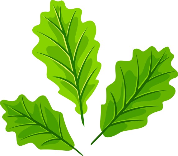 Oak leaf Royalty Free Vector Image - VectorStock