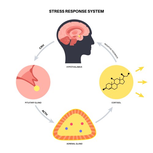 Activation of the stress system Royalty Free Vector Image