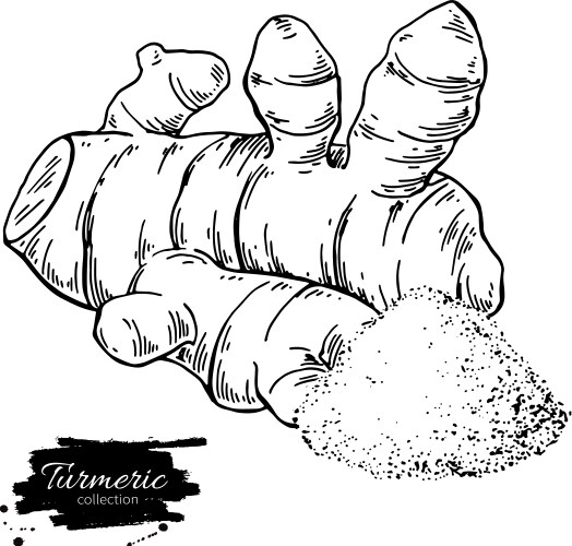 Hand drawn turmeric ink sketch Royalty Free Vector Image