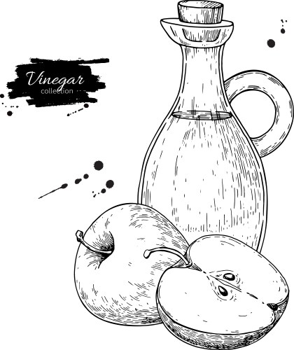 Apple vinegar drawing hand draw Royalty Free Vector Image