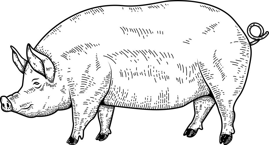 Pig Side View Vector Images (over 640)