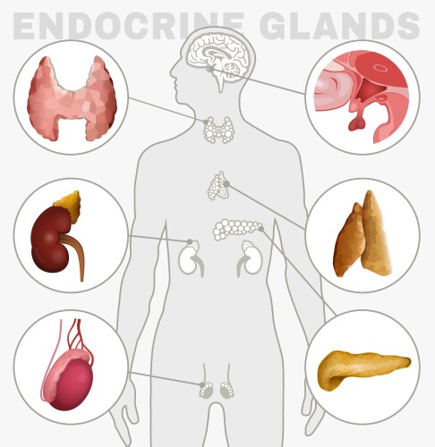 Endocrine system Royalty Free Vector Image - VectorStock