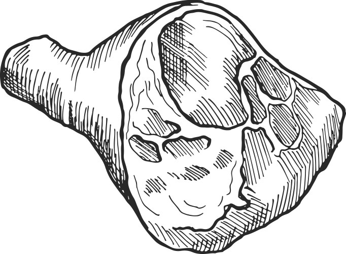 Lamb rib drawing red meat hand drawn Royalty Free Vector