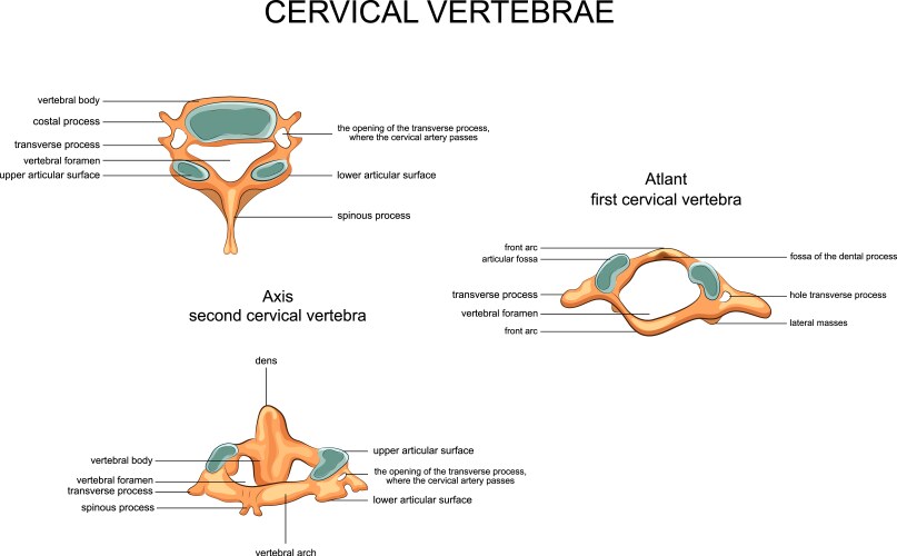Structure cervical vertebrae Royalty Free Vector Image