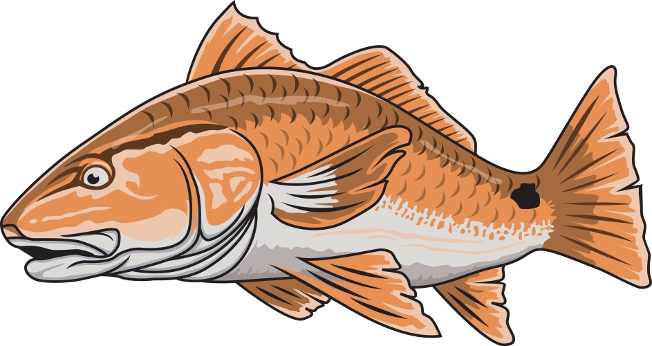 Redfish red drum fishing logo Royalty Free Vector Image