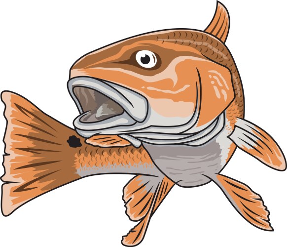 Redfish red drum fishing logo Royalty Free Vector Image