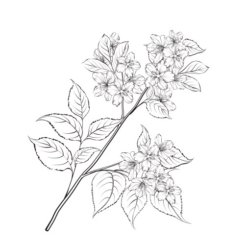 Cherry Blossom Outline Vector Images (over 2,700)