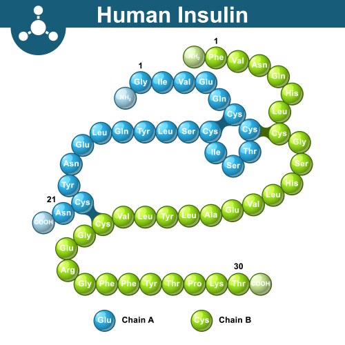 Insulin Molecule Vector Images (over 190)