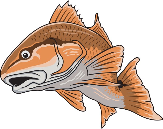 Redfish red drum fishing logo Royalty Free Vector Image