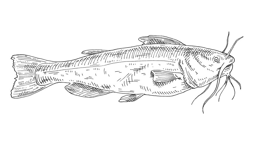Catfish Outline Vector Images (over 1,000)