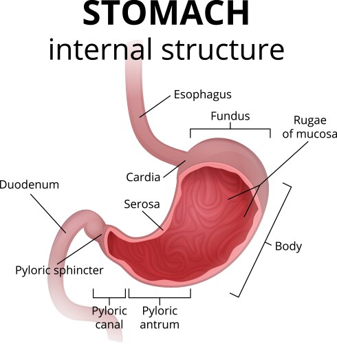 Human Stomach Anatomy Chart – Royalty-Free Vector | VectorStock