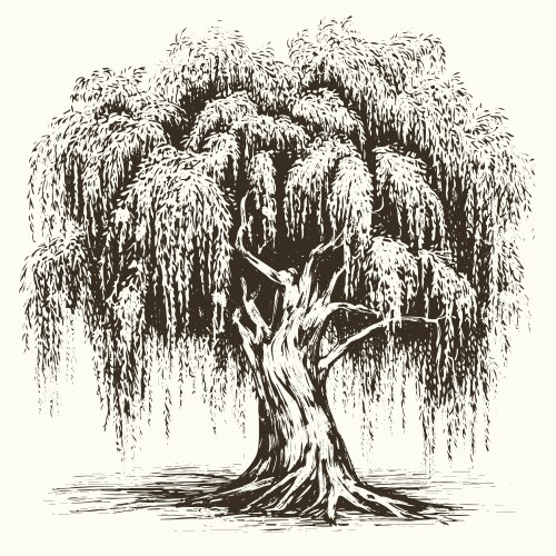 Willow drawing isolated hand drawn engraved style Vector Image