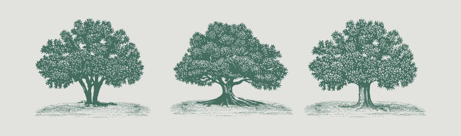 Tree Roots Hand Drawn Vector Images (over 680)