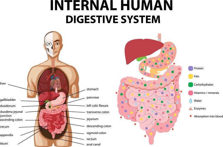 Human internal organs diagram medical science Vector Image