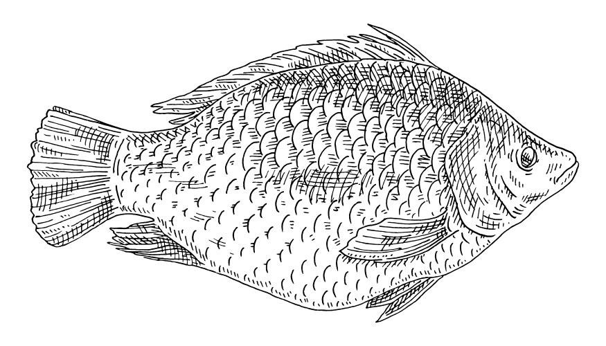 Tilapia Fish Vector Images (over 510)