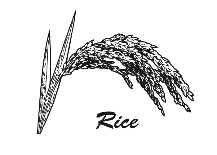 Rice Plant Vector Images (over 17,000)