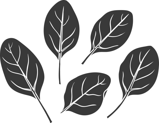 Spinach Vector Images (over 10,000)