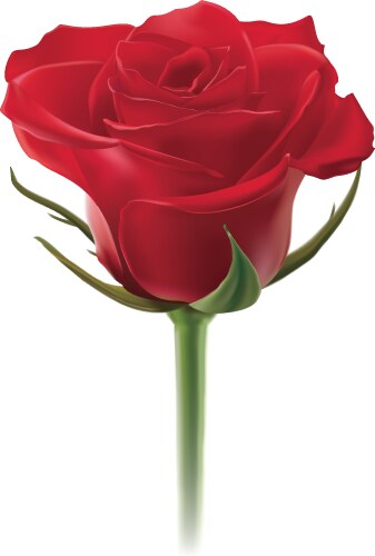 Hand drawn closed rose blossoms set Royalty Free Vector