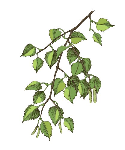 Hand drawn birch tree and branch Royalty Free Vector Image