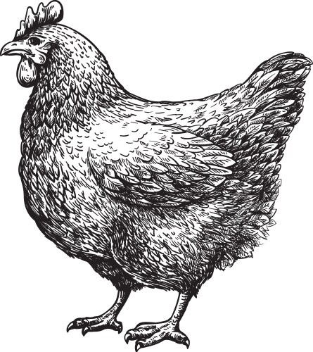 Chicken Outline Vector Images (over 33,000)