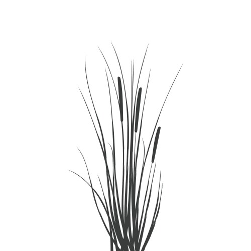 Hand drawing sketch with reeds Royalty Free Vector Image