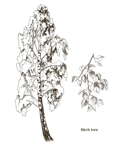 Hand drawn birch tree and branch Royalty Free Vector Image