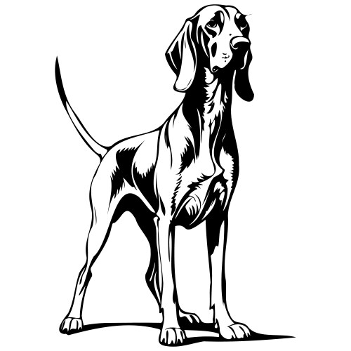Black and tan coonhound drawing realistic outline Vector Image