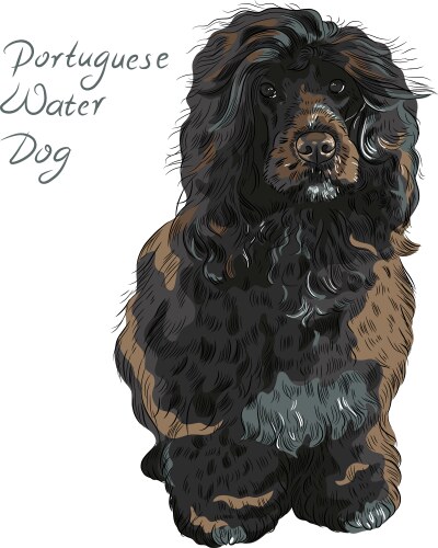 Portuguese water dog musketeer Royalty Free Vector Image