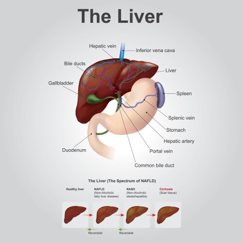 Human liver anatomy structure diagram science Vector Image