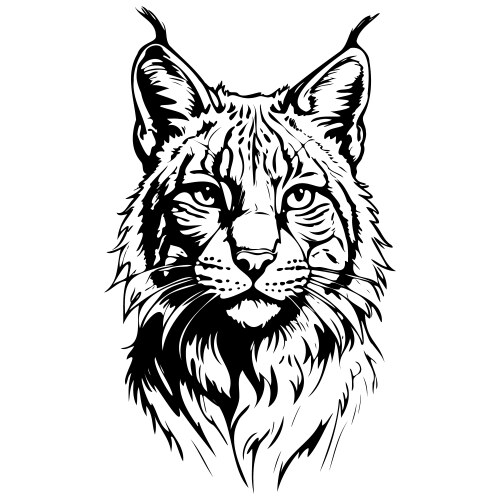 Realistic bobcat drawing hand Royalty Free Vector Image