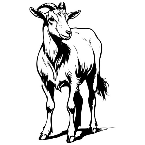 Boer Goat Vector Images (97)