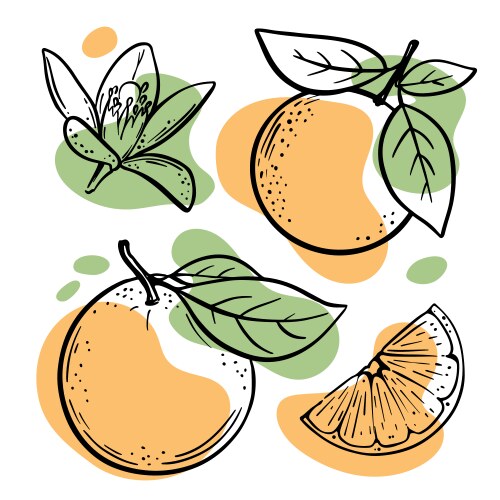 Citrus Vector Images (over 99,000)