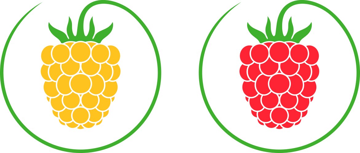 Raspberries Royalty Free Vector Image - VectorStock