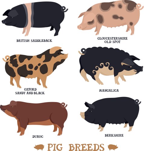 Duroc Pig Vector Images (40)