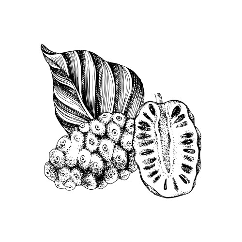 Noni fruit cartoon icon Royalty Free Vector Image