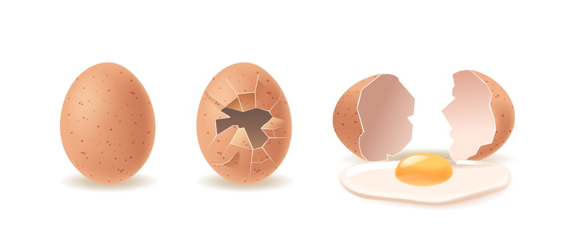 Sequence showing the stages of brown egg Vector Image