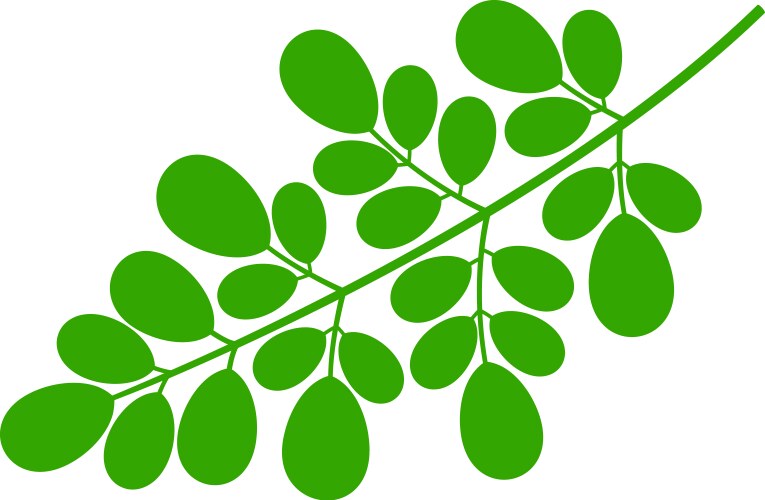 Moringa Royalty Free Vector Image - VectorStock