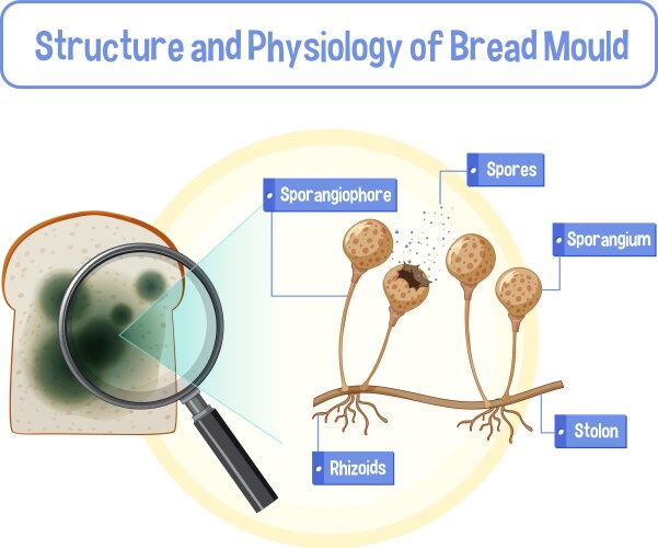 Structure of rhizopus mold bread black Royalty Free Vector