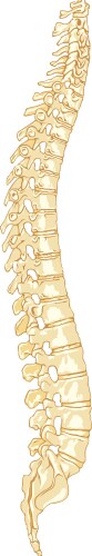 Spine Vector Images (over 28,000)