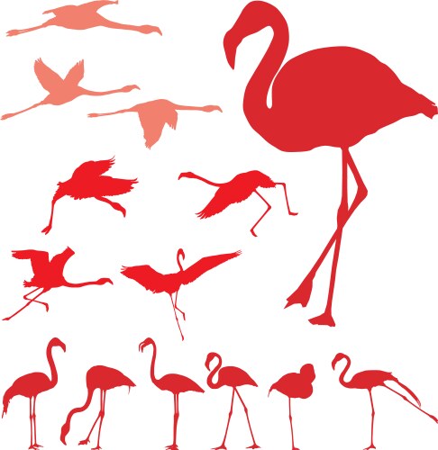 Flamingo Vector Images (over 32,000)