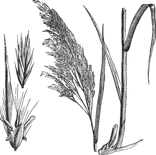 Hand drawn sketch of the reed isolated on white Vector Image