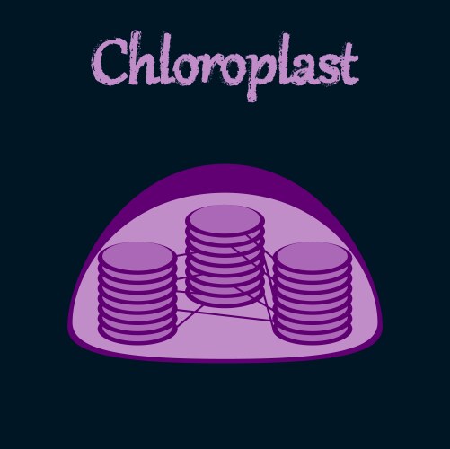 Icon in flat style chloroplast Royalty Free Vector Image