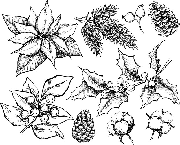 Holly Line Drawing Vector Images (over 1,800)